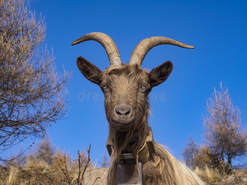Goat in the Italian alps stock photo. Image of horned - 263155828