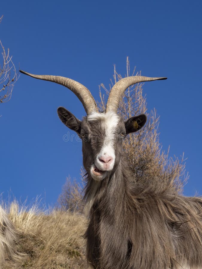 Goat in the Italian alps stock photo. Image of horned - 263155828