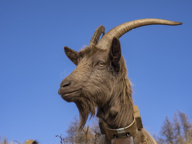 Goat in the Italian alps stock photo. Image of horned - 263155828
