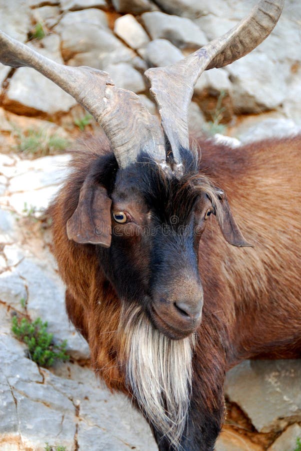 Goat stock photo. Image of beautiful, mammal, mediterranean - 173376518