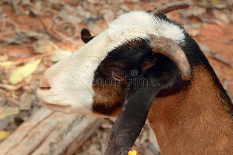 Close-up Goat in the Nature Stock Photo - Image of field, animal: 40762496