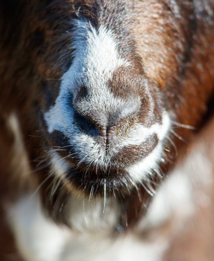 A Close Up of a Goat S Nose with a White Spot on it Stock Photo - Image ...