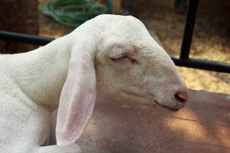 Close Up Goat Sleeping in Farm Stock Image - Image of lamb, farm: 39100873