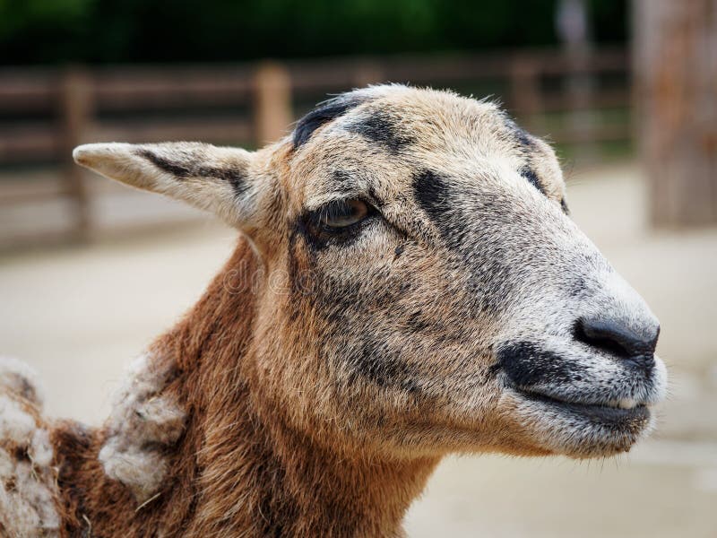 Close-up of a Goat on a Farm Stock Photo - Image of goat, wildlife ...