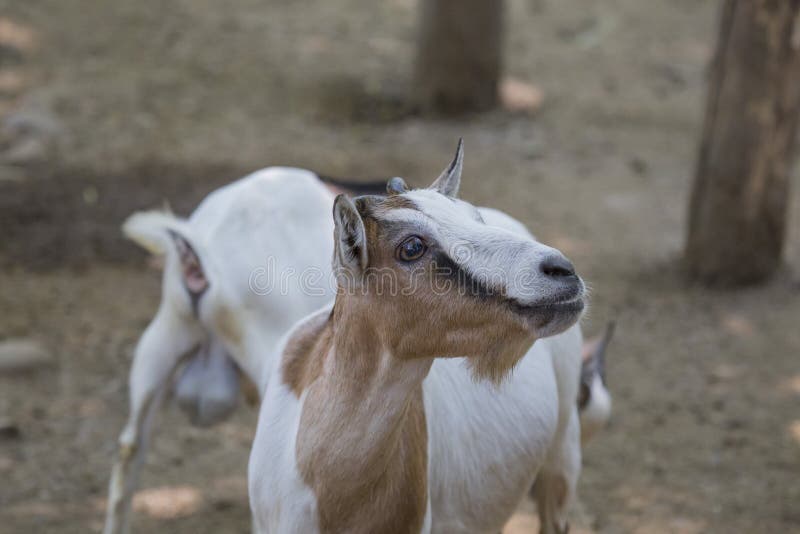 Close-up of a Goat with a Sympathetic Expression Stock Image - Image of ...