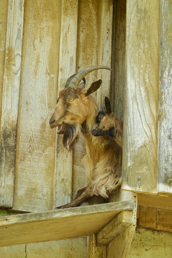 Close-up of Goats in a Barn Stock Image - Image of domestic, rural ...
