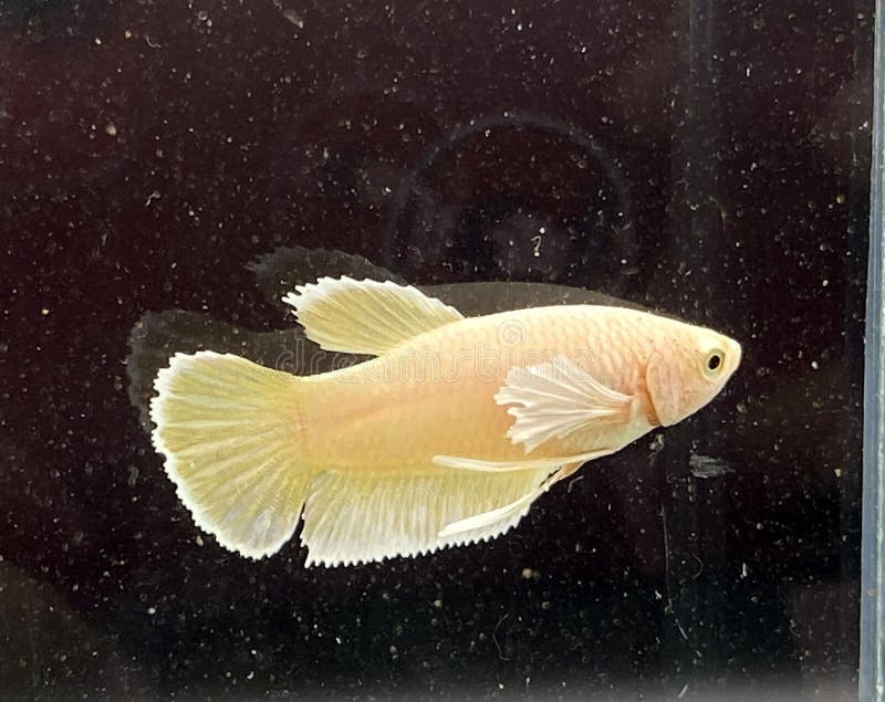 Gold Betta Fish in Fish Tank Stock Image - Image of halfmoon, water ...