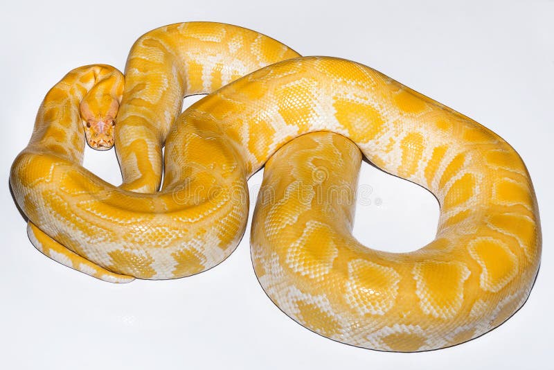 Gold Python,Reticulated Python (Python Reticulatus) Stock Image - Image ...