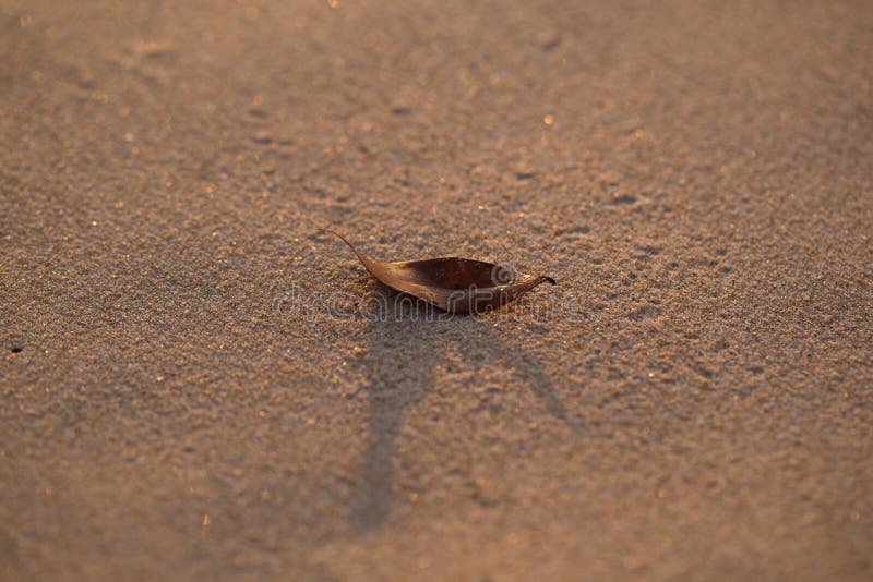 Sand with leaf stock photo. Image of nature, leaf, sand - 199793998