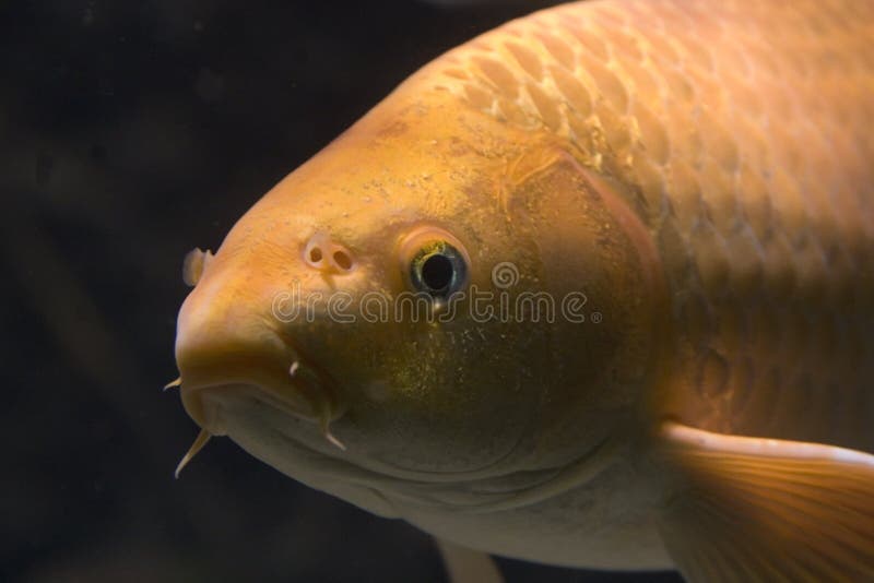 Close up of a Golden Carp stock photo. Image of natural - 1894218