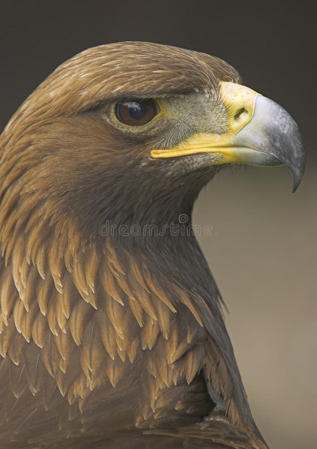 Golden Eagle Flying Wallpaper