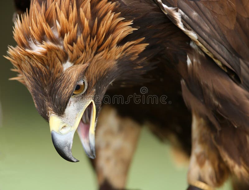 Close up of a Golden Eagle stock photo. Image of wild - 108108764