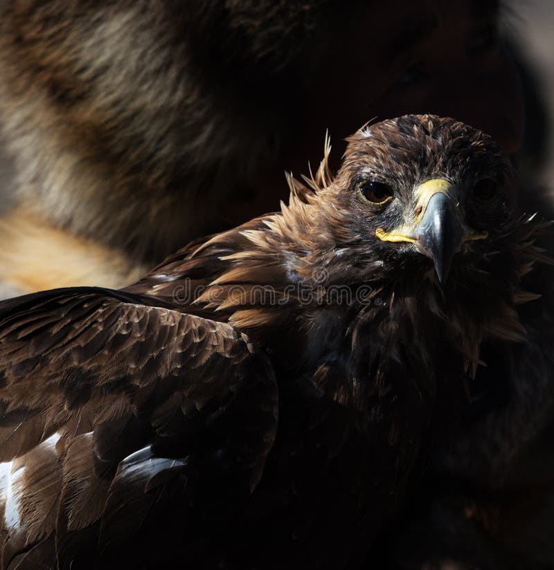 Close-up of the Golden Eagle Head. Central Asia Stock Image - Image of ...
