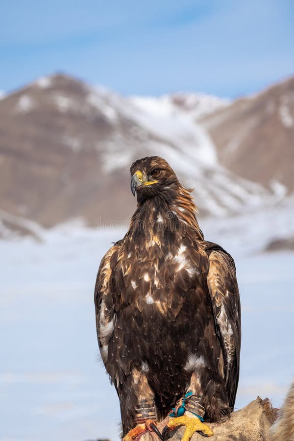Close Up Golden Eagle. Vertical View Stock Photo - Image of head, gold ...