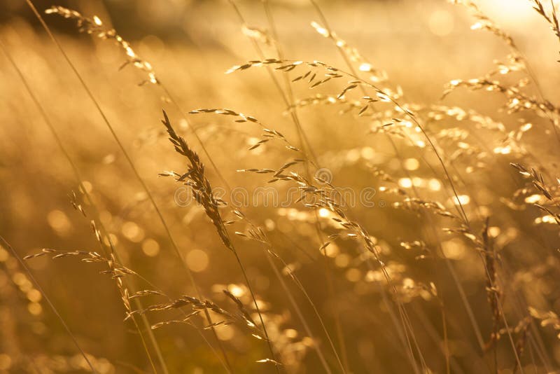 Close Up of Golden Grass on the Sunset Stock Image - Image of outdoors ...