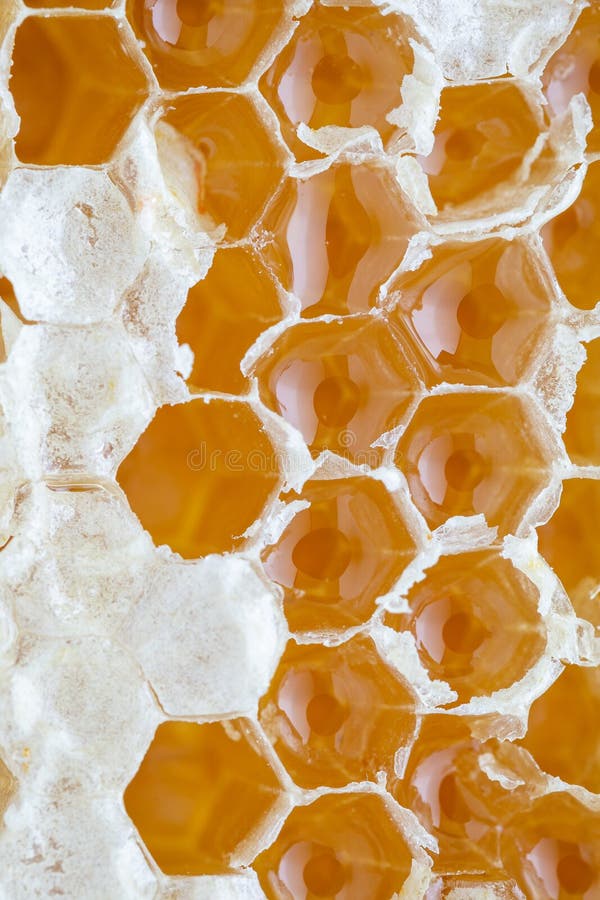 Golden honeycomb stock image. Image of macro, honey, natural - 3339065