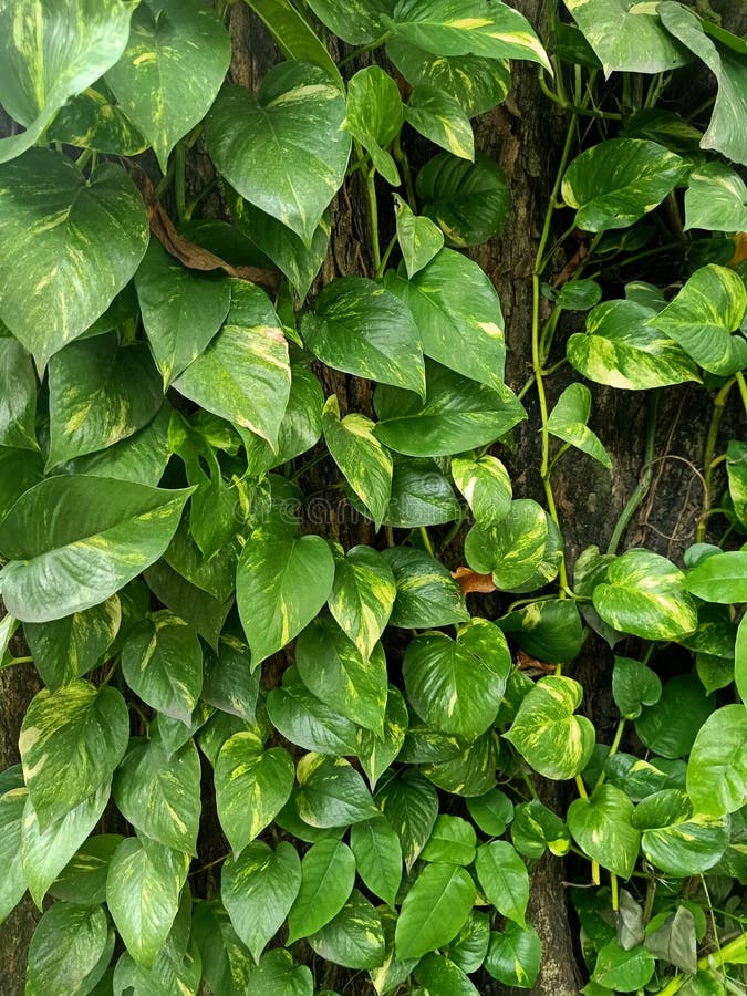 Close Up of Golden Pothos Plant Stock Photo - Image of nature, pothos ...