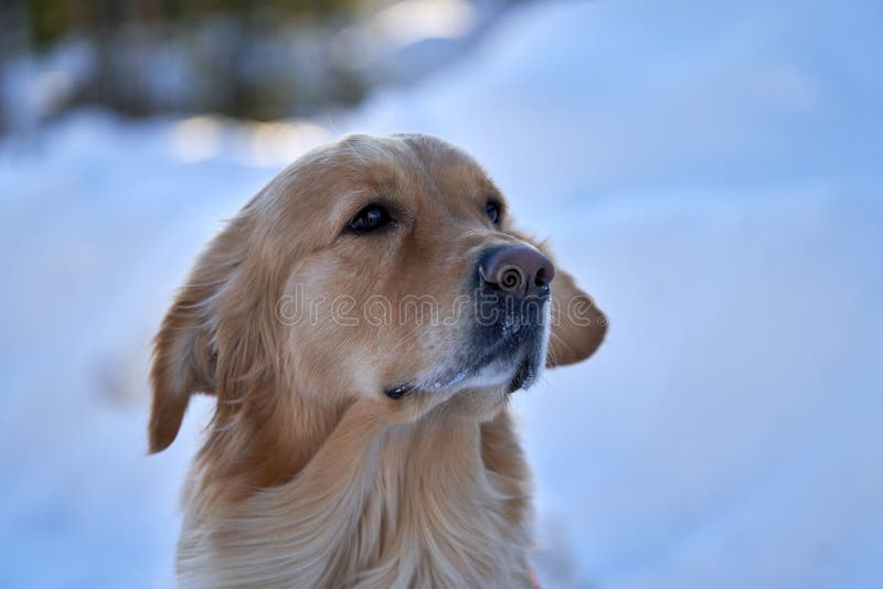 Close Up of a Golden Retriever with a Snowy Background Stock Photo ...