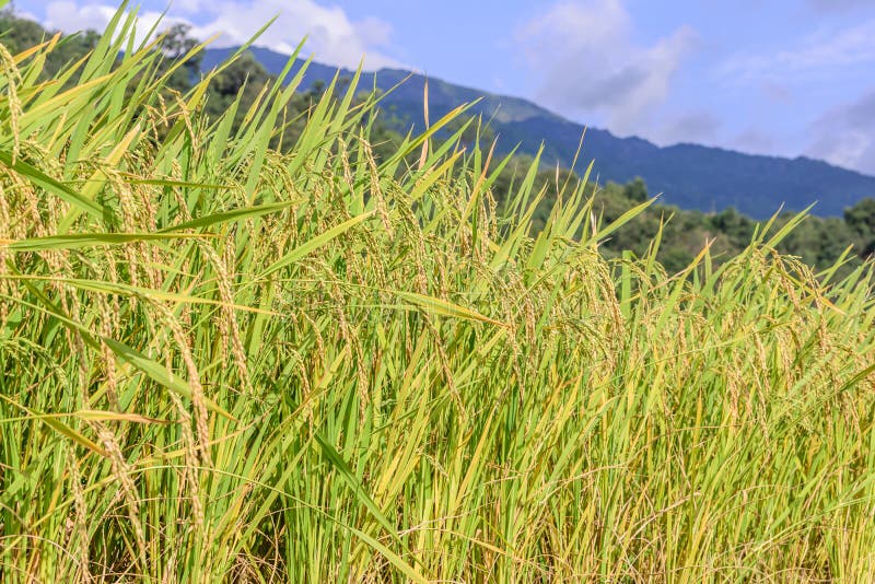 Close Up of Golden Rice Paddy in Rice Field Stock Photo - Image of ...