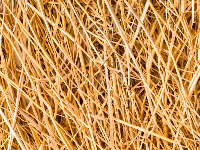 Close Up of Golden Rice Straw Texture Stock Illustration - Illustration ...