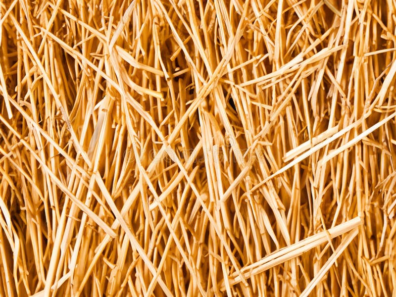 Close Up of Golden Rice Straw Texture Stock Image - Image of rice ...