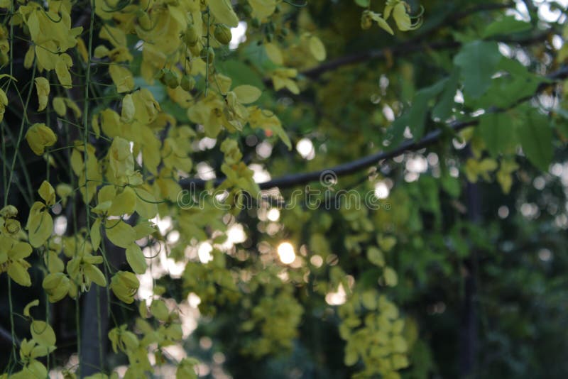 Close-up of Golden Shower Tree Flower on Tree. Stock Photo - Image of ...