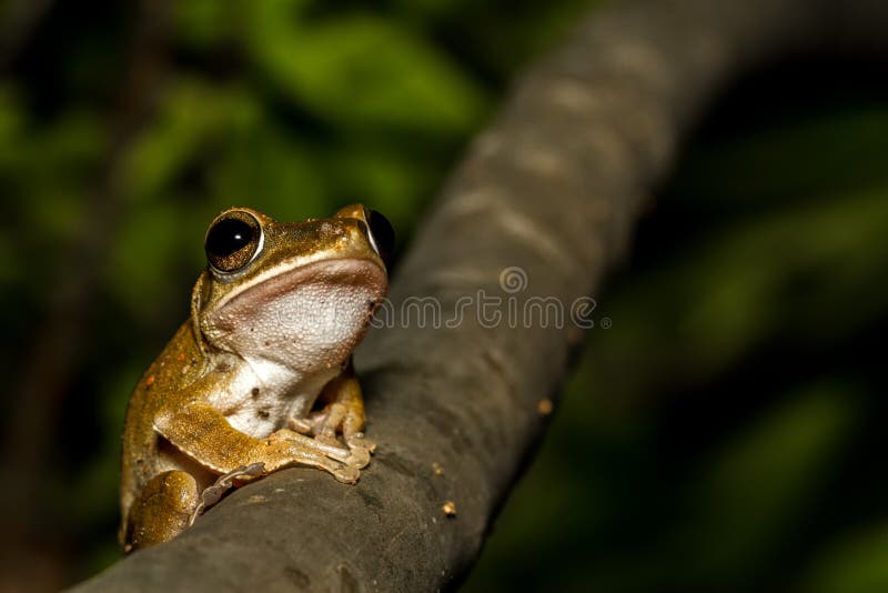 Close Up Golden Tree Frog on Tree Stock Photo - Image of charming ...
