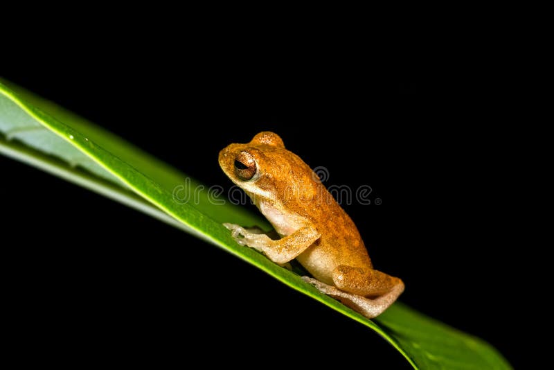 Close Up Golden Tree Frog on Tree Stock Image - Image of banded, close ...
