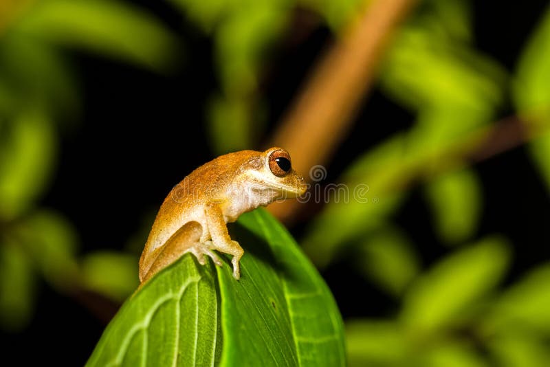 Close Up Golden Tree Frog on Tree Stock Image - Image of fingers, aqua ...