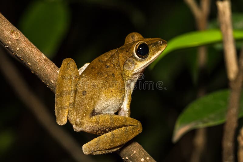 Close Up Golden Tree Frog on Tree Stock Image - Image of frog, common ...