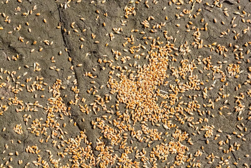 Close Up of Golden Wheat Grain on Ground Stock Image - Image of eroded ...