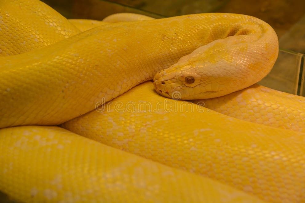 Close Up Golden Yellow Python. Danger Snake Stock Photo - Image of ...