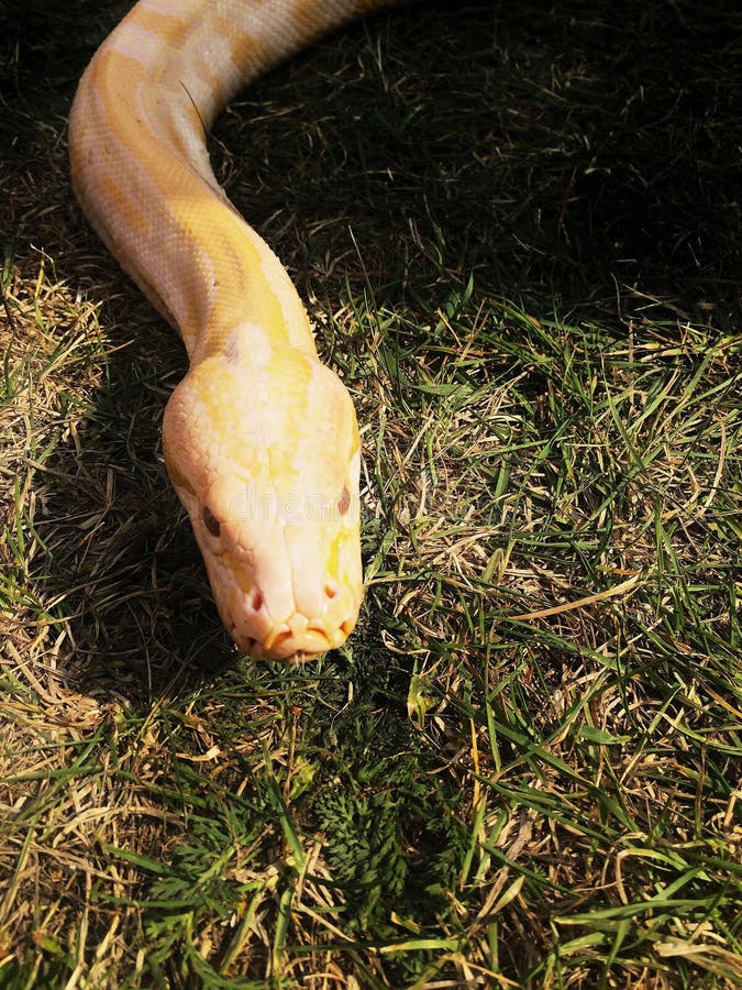 Close Up of Golden Yellow Python. Snake Coiled Lying on Ground Stock ...