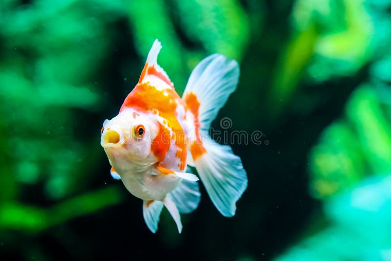 Close Up Goldfish in Aquarium Stock Photo - Image of close, bubble ...