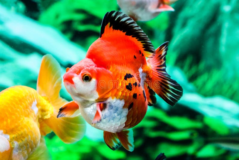Close Up Goldfish in Aquarium Stock Image - Image of light, motion ...