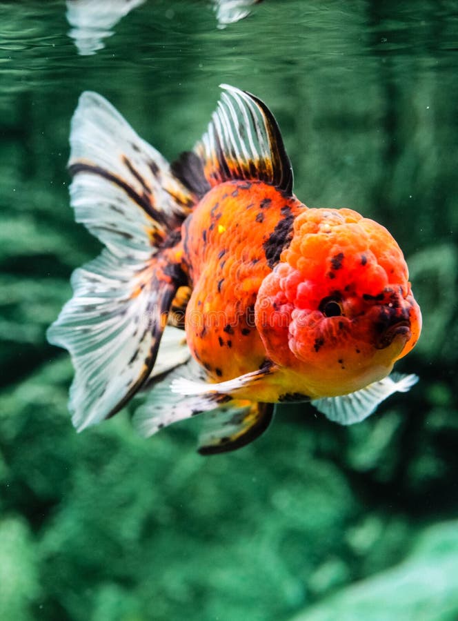 Close Up Goldfish in Aquarium Stock Image - Image of macro, bubble ...