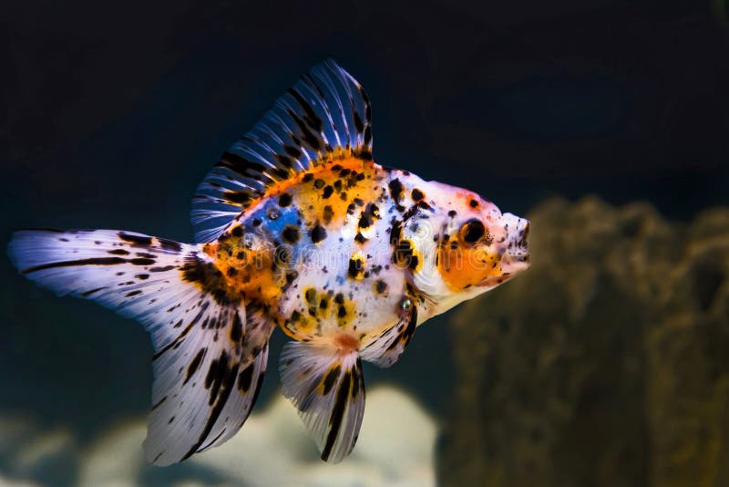 Close up goldfish stock image. Image of aquarium, aquatic - 103172827