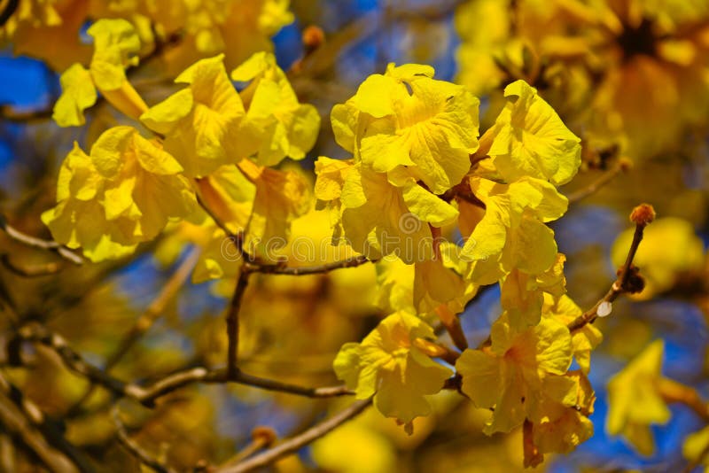 Close-up Goled Tree Flower (yellow Pui) Stock Photo - Image of colorful ...