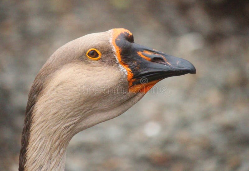 Close Up of a Goose in the Farm Stock Photo - Image of nature, beak ...