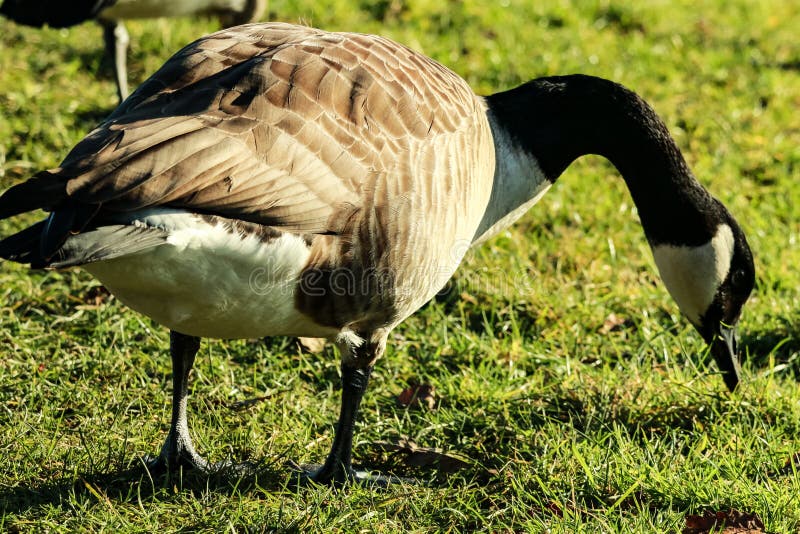 Close Up of a Goose Feeding Stock Image - Image of animal, nature ...