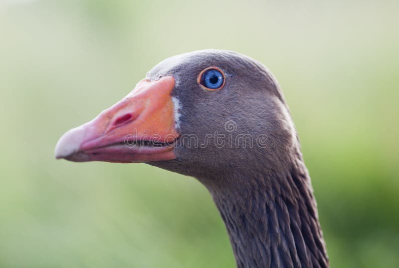 Close-up of a goose stock photo. Image of foot, body - 42146166