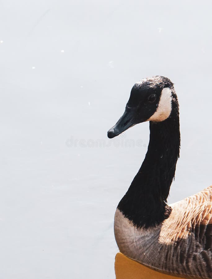Close-up of a Goose in Lake Stock Image - Image of animal, duck: 315544813
