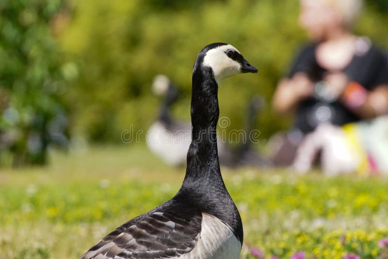 Close Up of a Goose in a Park Stock Image - Image of poultry, person ...
