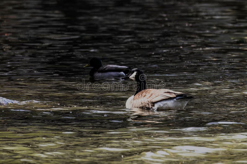 Goose Swimming at a Farmyard Stock Image - Image of farm, animals: 55517045