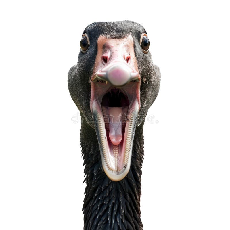 Close Up of a Goose with Transparent Background Stock Photo - Image of ...