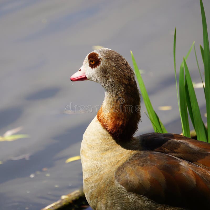 Close Up of a Goose at Water Stock Image - Image of nature, bird: 321389109