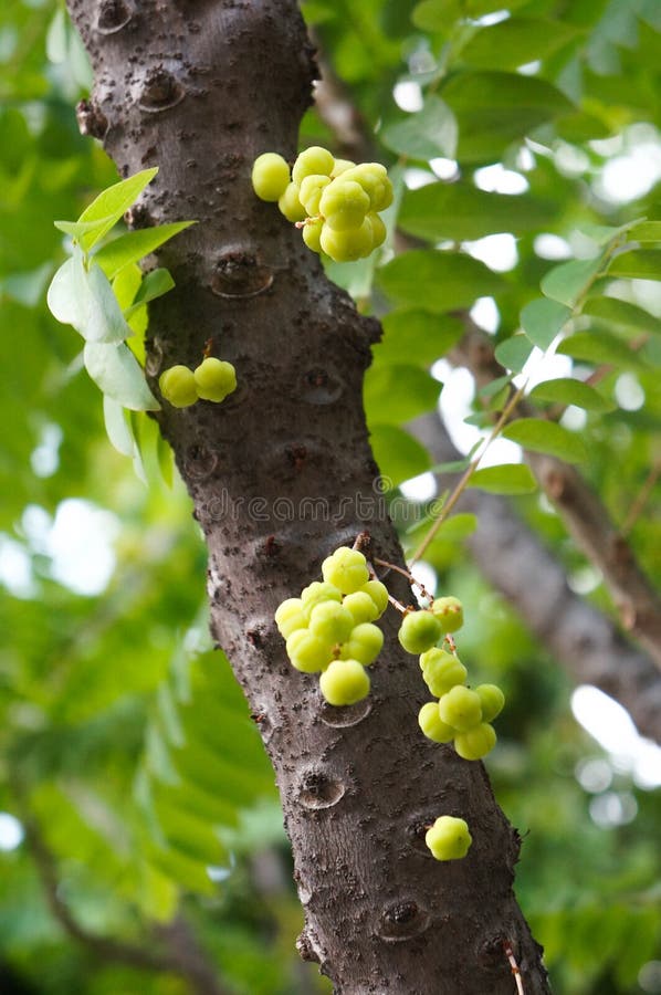 Star gooseberries stock image. Image of natural, nature - 143276207