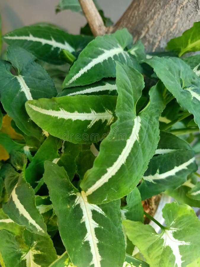 Close Up of Goosefoot Plant Stock Photo - Image of nature, leaf: 277867792