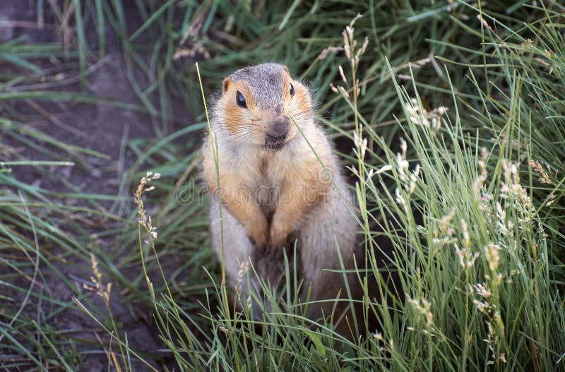 382 Funny Gopher Face Stock Photos - Free & Royalty-Free Stock Photos ...