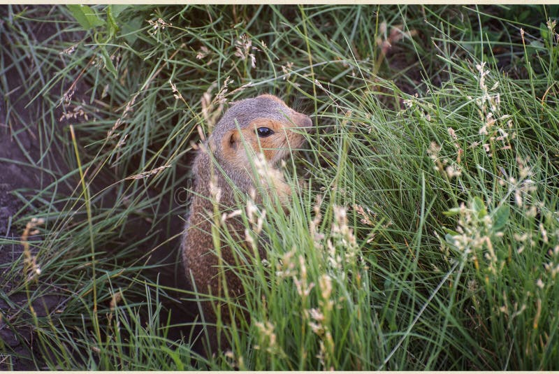 Close Up of a Gopher in Green Grass Stock Image - Image of meadow ...